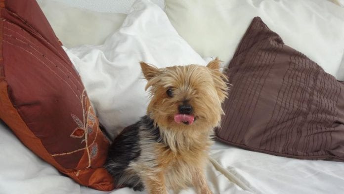 Missing Molly - Olive Press News Spain