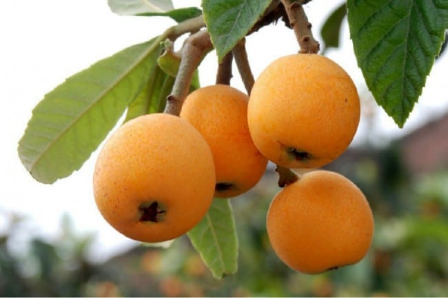 Nispero Fruit