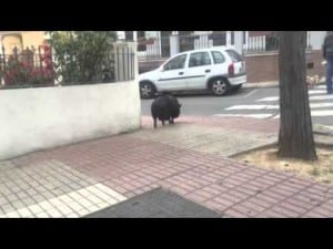 On-the-run Simon Corner spotted in Thailand days after European Arrest ...