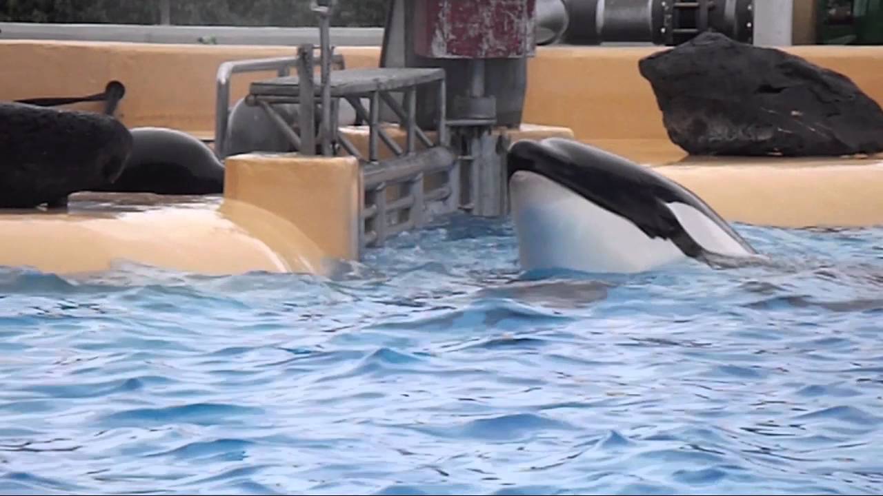 VIDEO: Shocking footage of stressed SeaWorld-owned orca slamming its ...