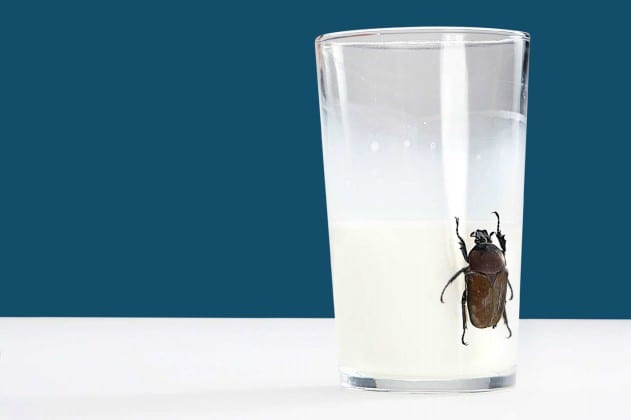 Cockroach milk is the new superfood of the future - Olive Press News Spain