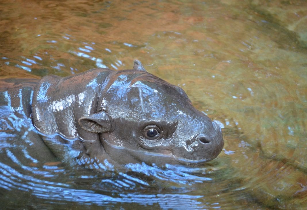Rare pygmy hippo born at Fuengirola zoo - Olive Press News Spain