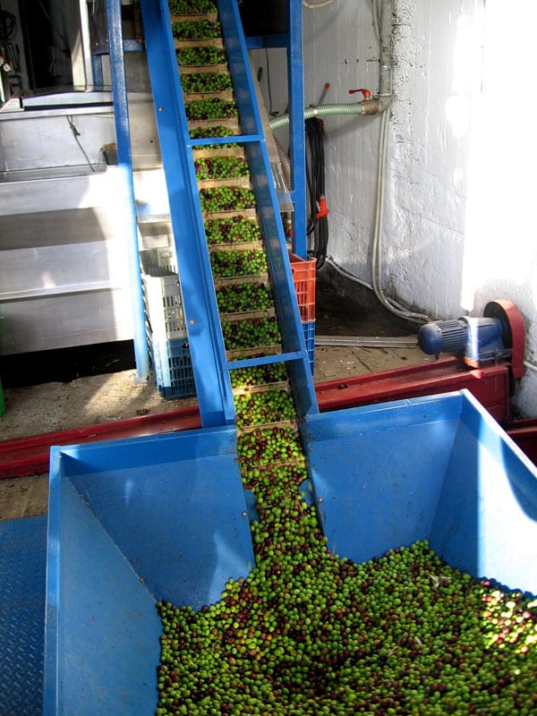 Oil you need to know about Andalucia's 'liquid gold' - Olive Press News ...