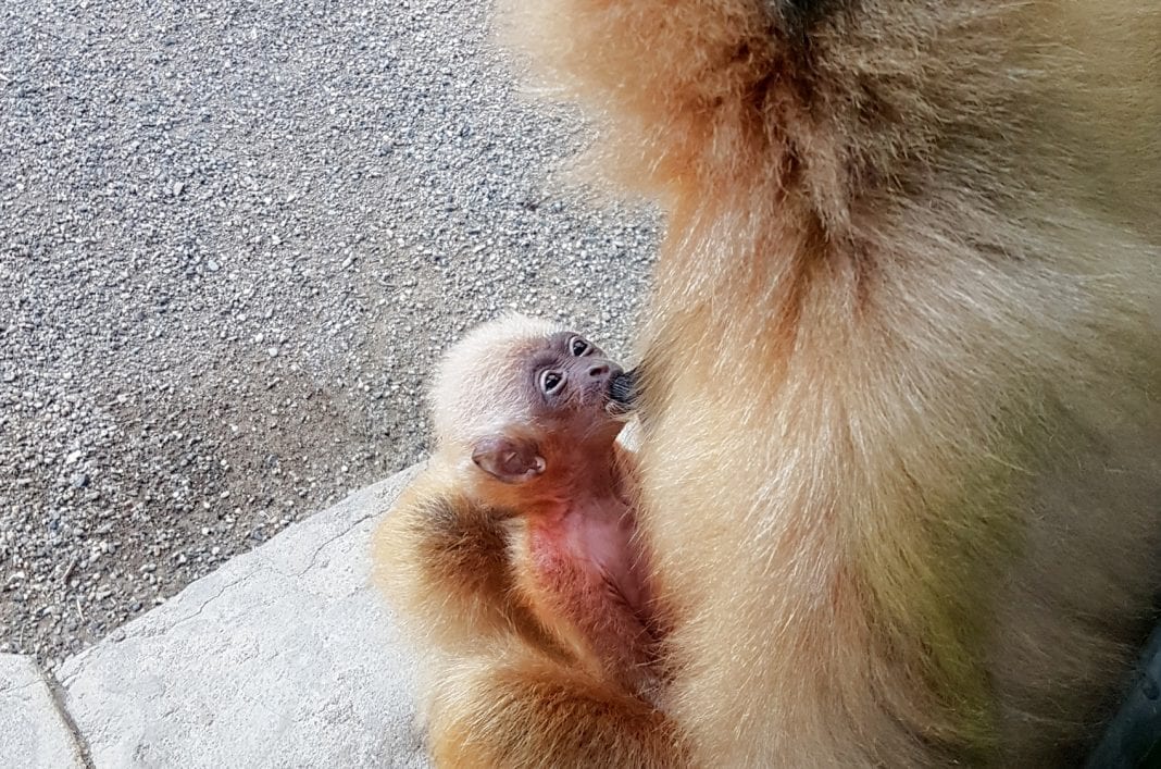 The monkey with no name - Bioparc Fuengirola's adorable new addition ...