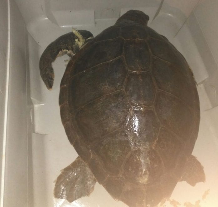Palma Aquarium rescues 'largest ever' turtle weighing in at 50kg ...