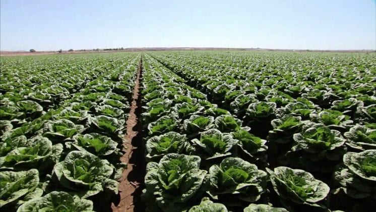 Frost and drought causing widespread shortages in Spanish vegetable ...