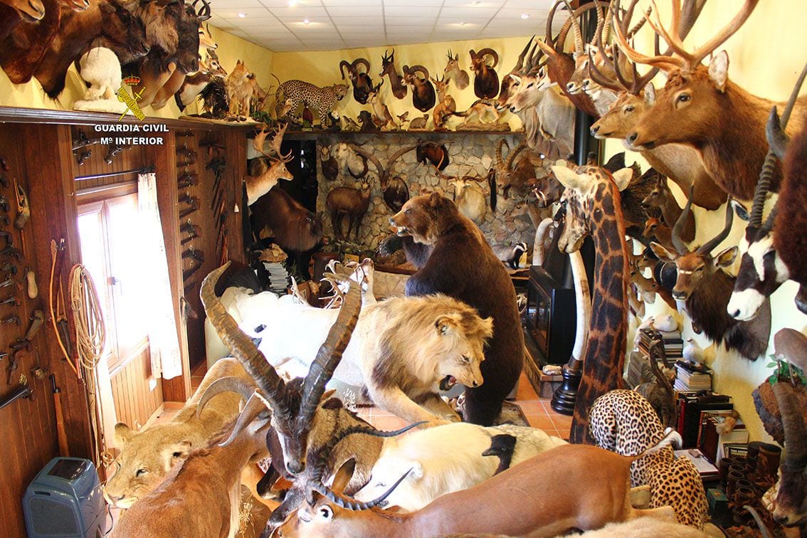 Massive collection of stuffed African animals recovered by joint-task ...