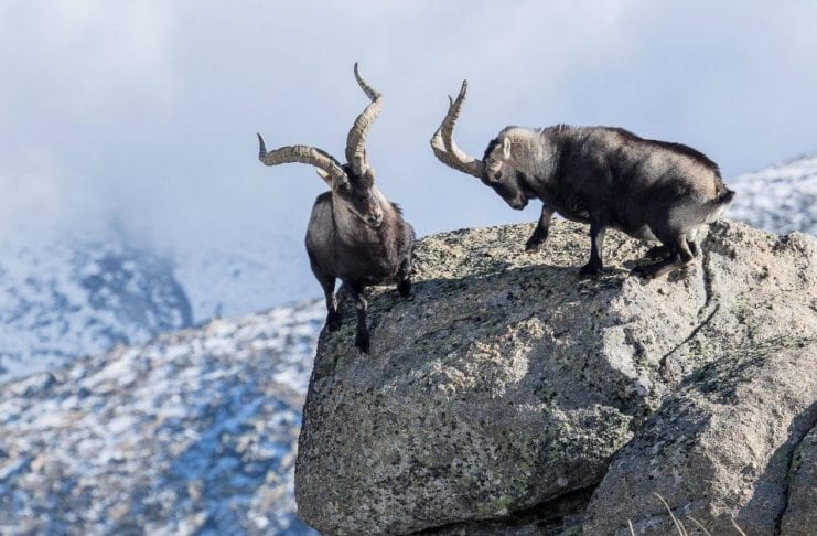 IN PICS: Epic battle between two male goats in Spain sees one plunge to ...