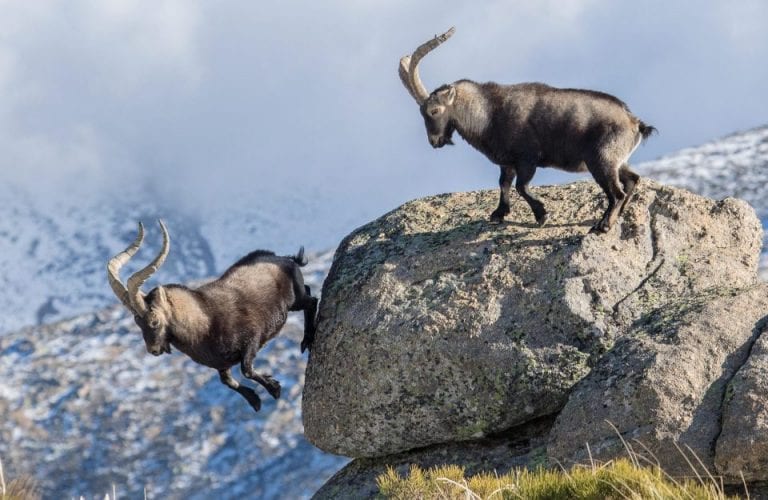 IN PICS: Epic battle between two male goats in Spain sees one plunge to ...