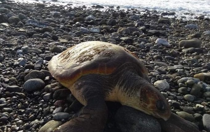 One-metre loggerhead turtle found dead on Marbella beach - Olive Press ...