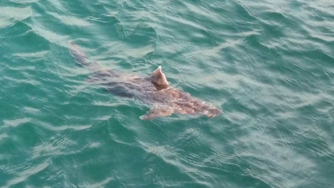 IN PICS: Rare shark spotted off coast of southern Spain - Olive Press ...