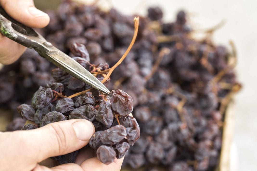 Ancient Axarquia dried grape process is recognised as by the United ...
