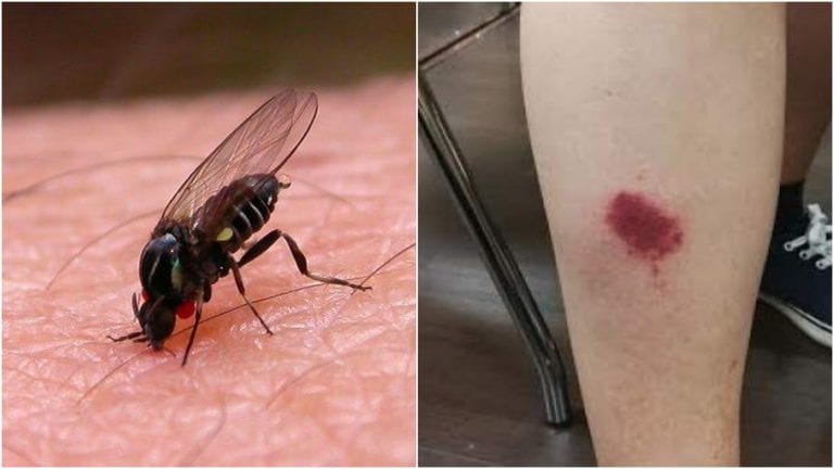 Blood-sucking flies capable of killing BIRDS spreading across Spain and ...