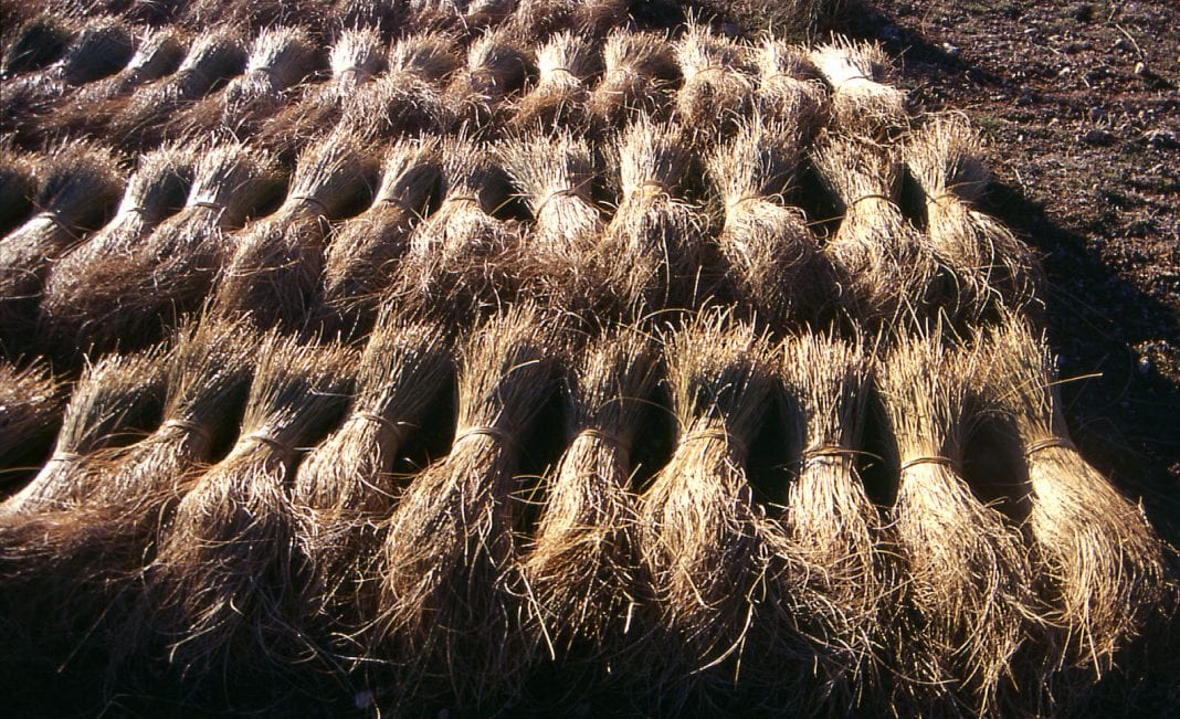 How an Andalucian weed promoted literacy in Victorian Britain - Olive ...