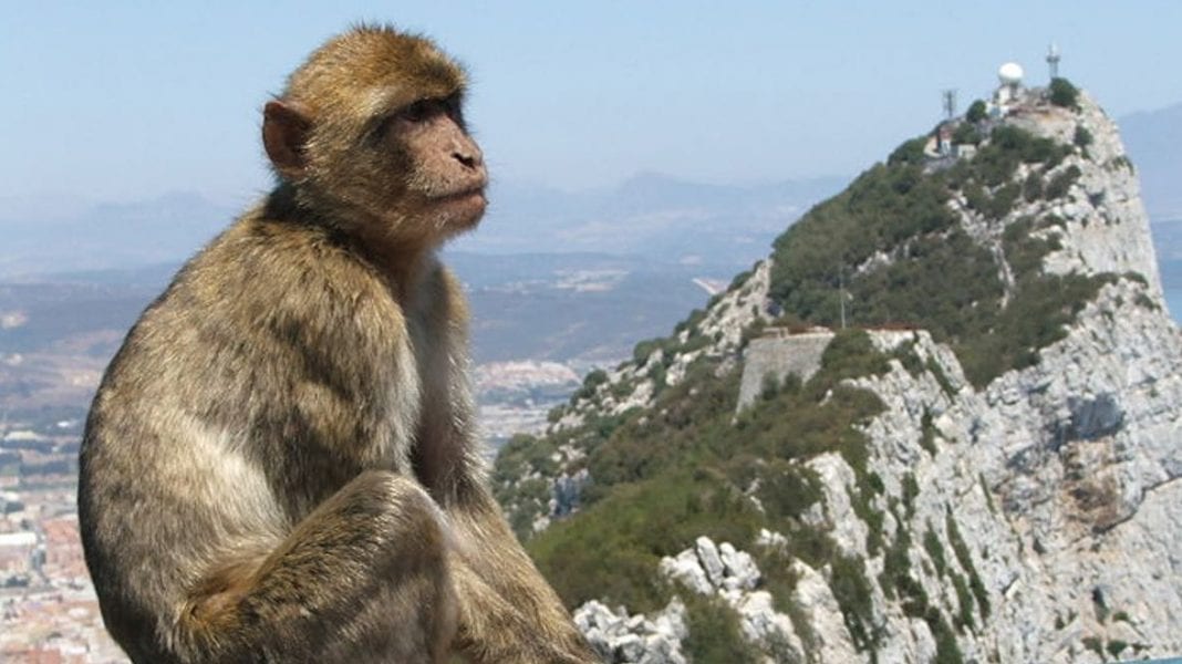MONKEYING AROUND: All you need to know about Gibraltar's mischievous ...