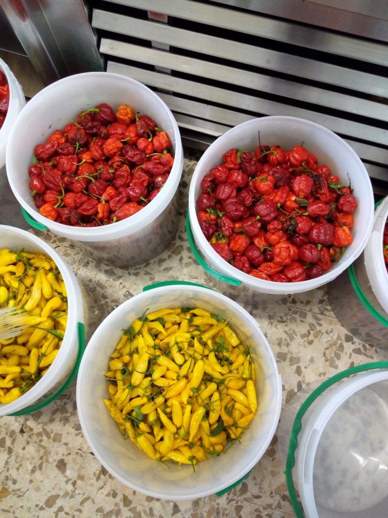 Chilli-ng at Andalucia's Salsas Sierra Nevada - Spain's first artisan ...