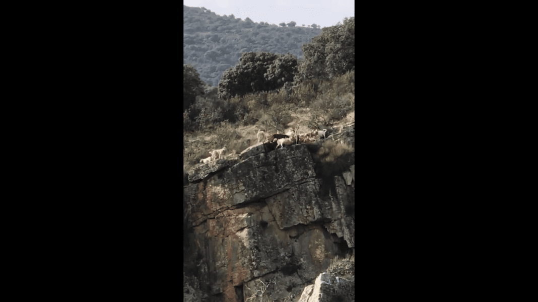 WATCH: Heart-stopping footage of dogs and deer falling off cliff during ...