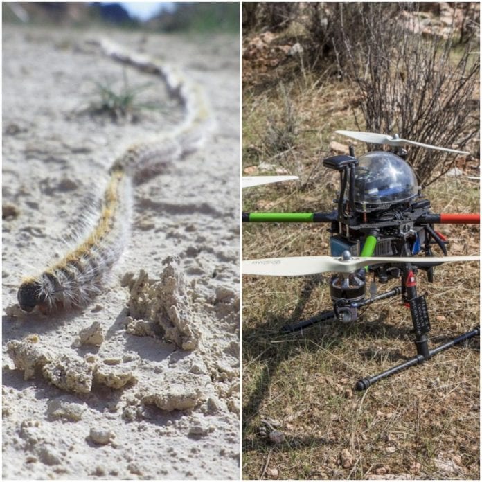 Drones used for 'first time' in battle against toxic caterpillars on ...