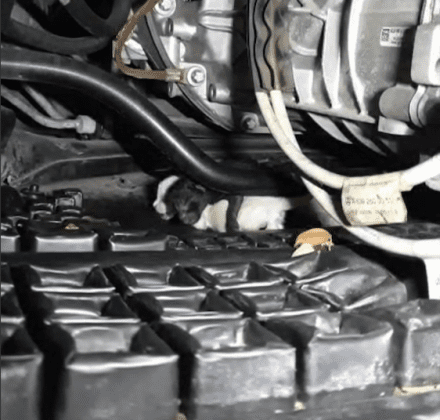 WATCH: Four kittens found ALIVE in a car engine by mechanic on the ...