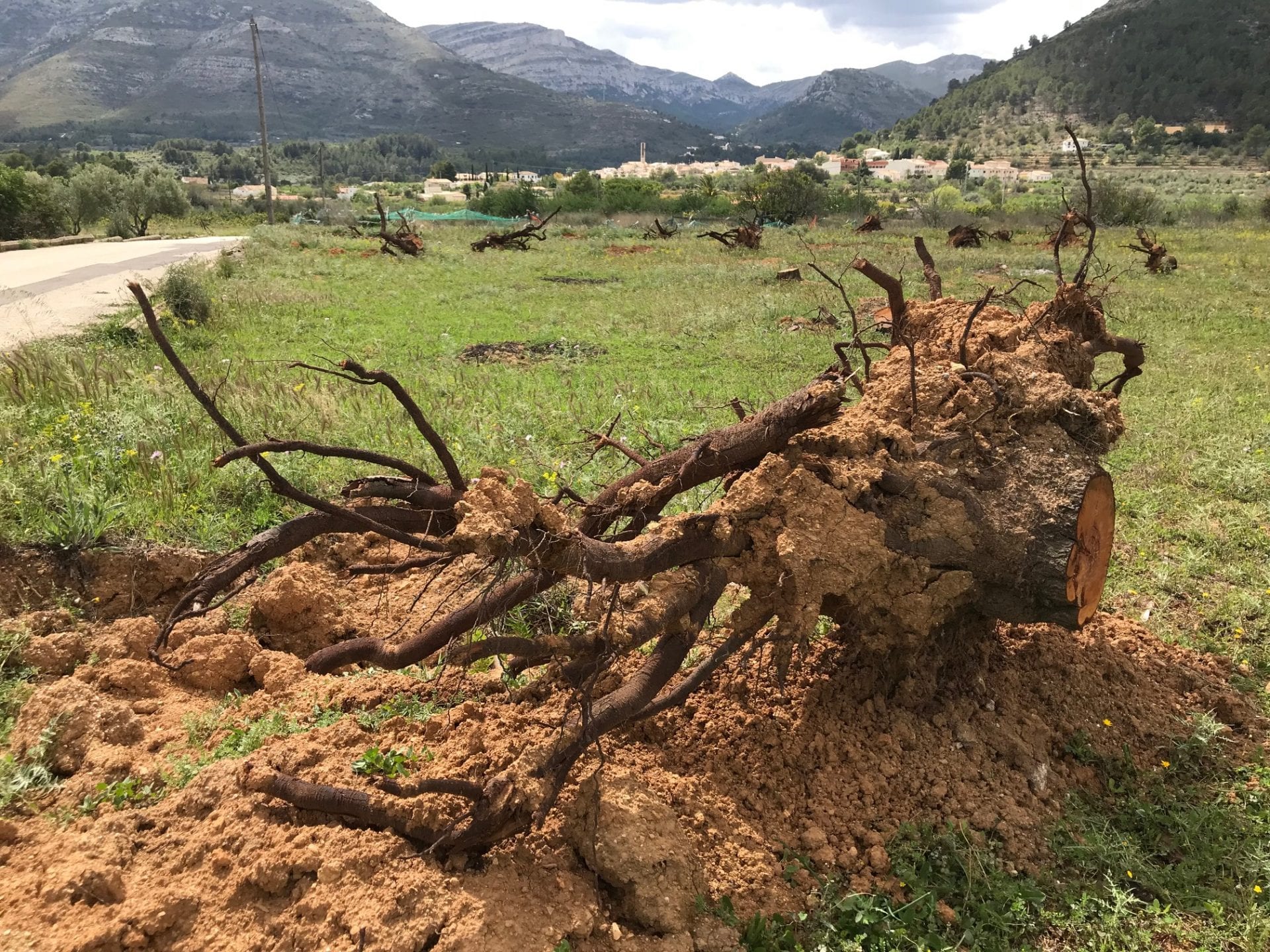 Fight against plant pathogen will see 100,000 almond trees DESTROYED in ...