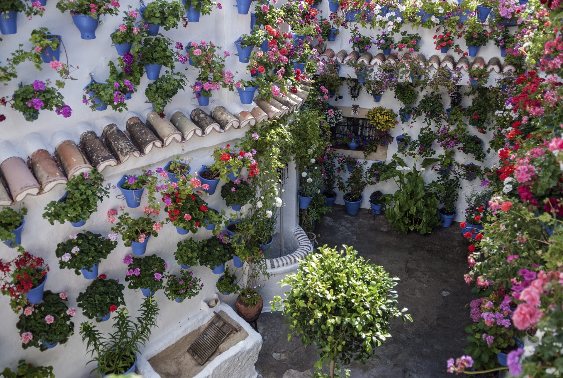 FLOWER POWER: How to get around Cordoba’s spectacular Festival of ...