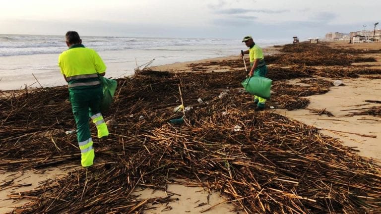 Urgent plea from Mayor as Costa Blanca beaches cleared of 1,000 tonnes ...
