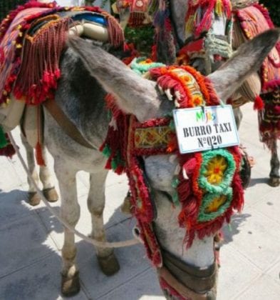 Enough of the donkey debate in Spain's Mijas, especially as those ...
