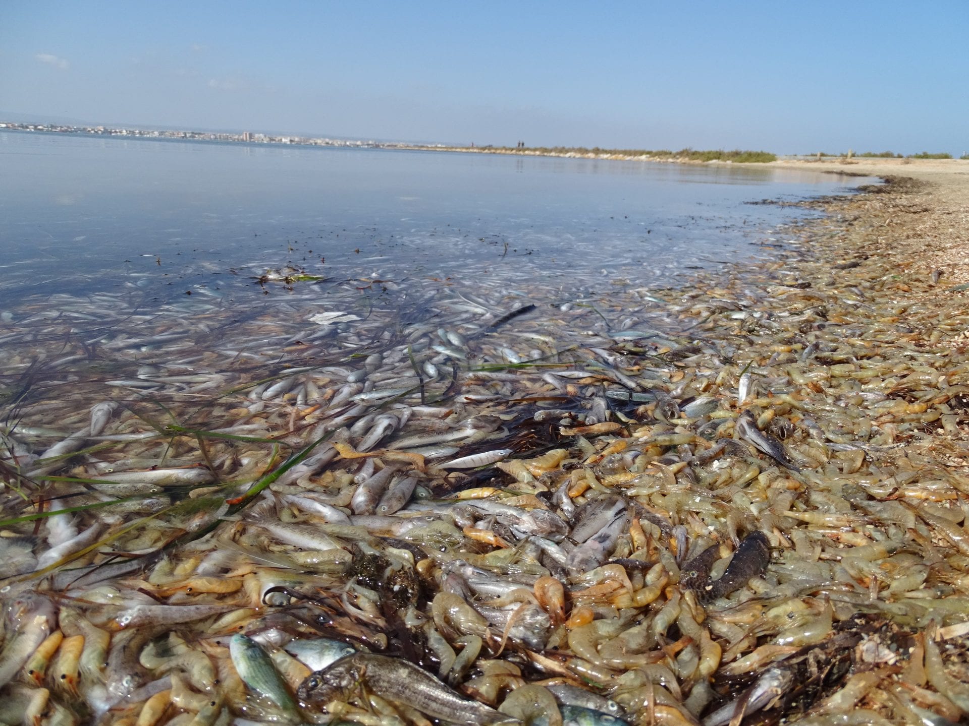 WATCH: Gota fria has left Mar Menor in environmental crisis after THREE ...