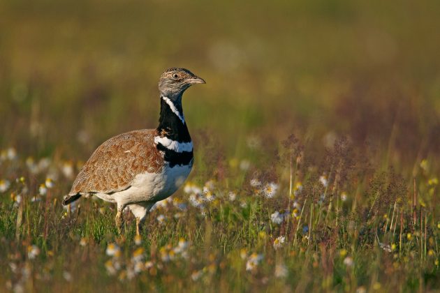 The 13 birds to look out for in Andalucia and across southern Spain ...