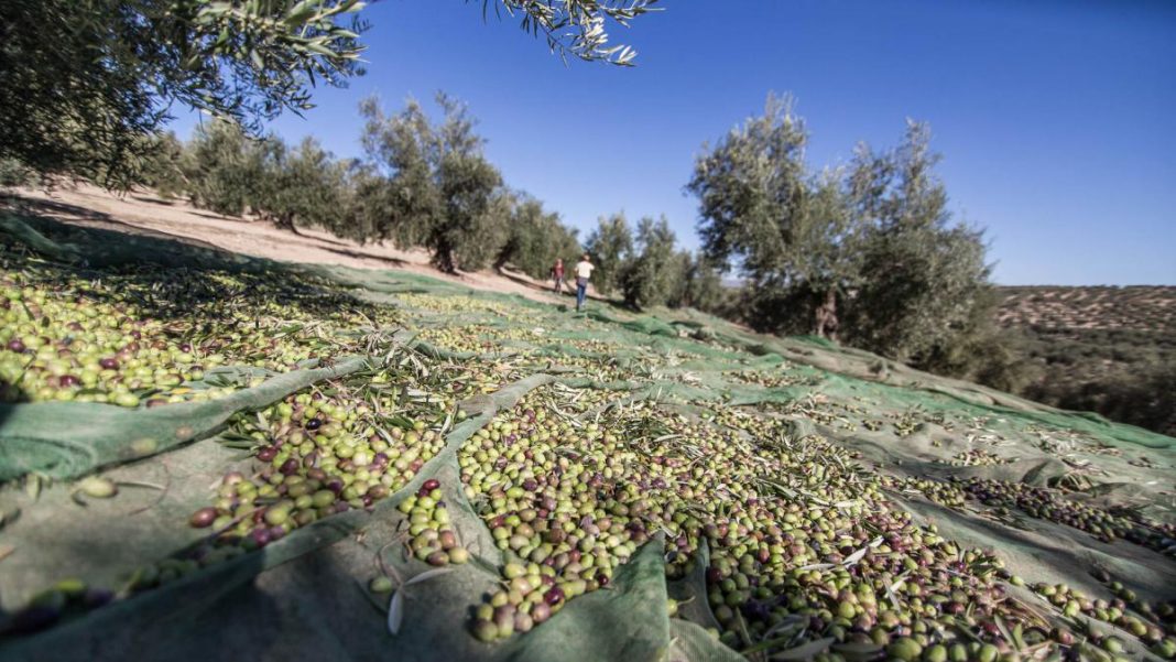 Jaen - Olive Press News Spain