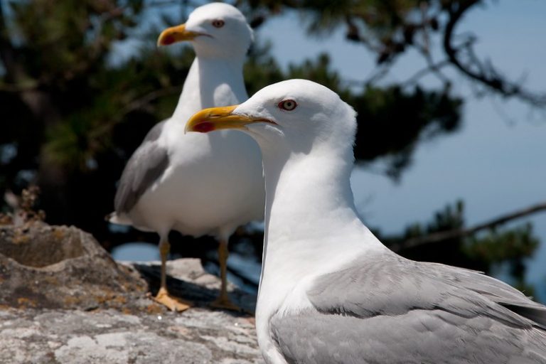 Mysterious seagull killer being investigated by Gibraltar environment ...