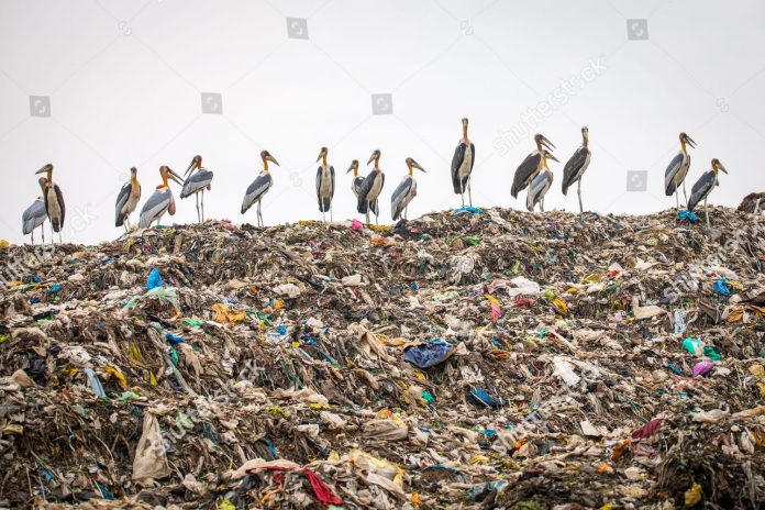Storks choose to winter in Spain instead of Africa due to warmer ...