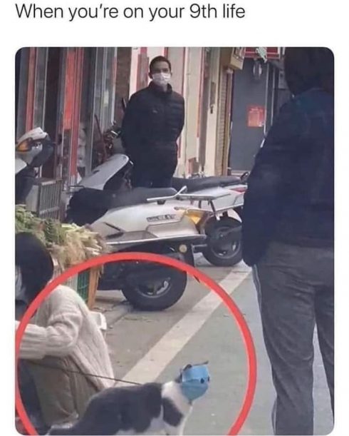 IN PICS: 10 hilarious memes attempting to bring comic relief to the ...