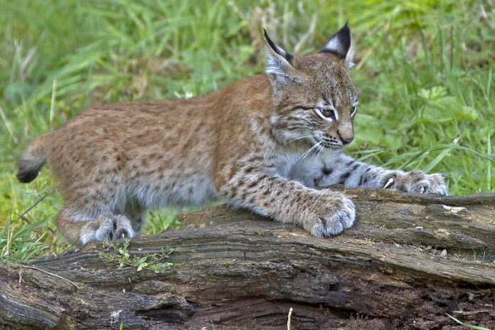 Eight Iberian lynx cubs born in the last week in Spain’s Doñana Nature ...