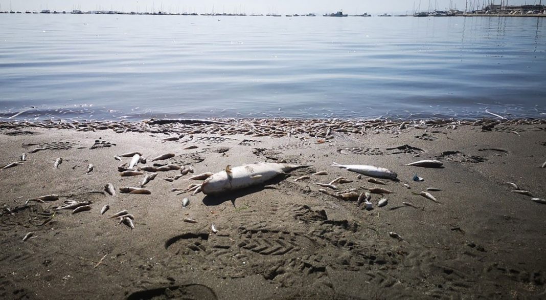 MURCIA'S Mar Menor in danger as water chemical levels reach record high ...