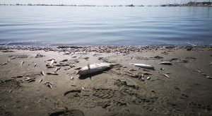 MURCIA'S Mar Menor in danger as water chemical levels reach record high ...
