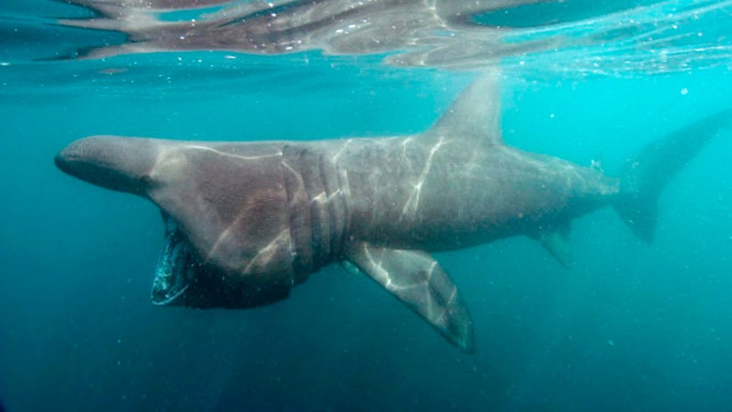 WATCH: Huge 8-metre shark spotted in Spain's Andalucia in second such ...