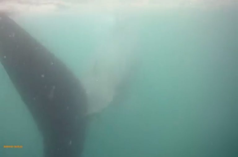 WATCH: Huge 8-metre shark spotted in Spain's Andalucia in second such ...