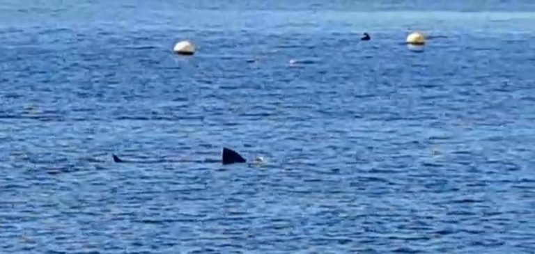 WATCH: Large shark spotted off Spain's Andalucia as it takes advantage ...