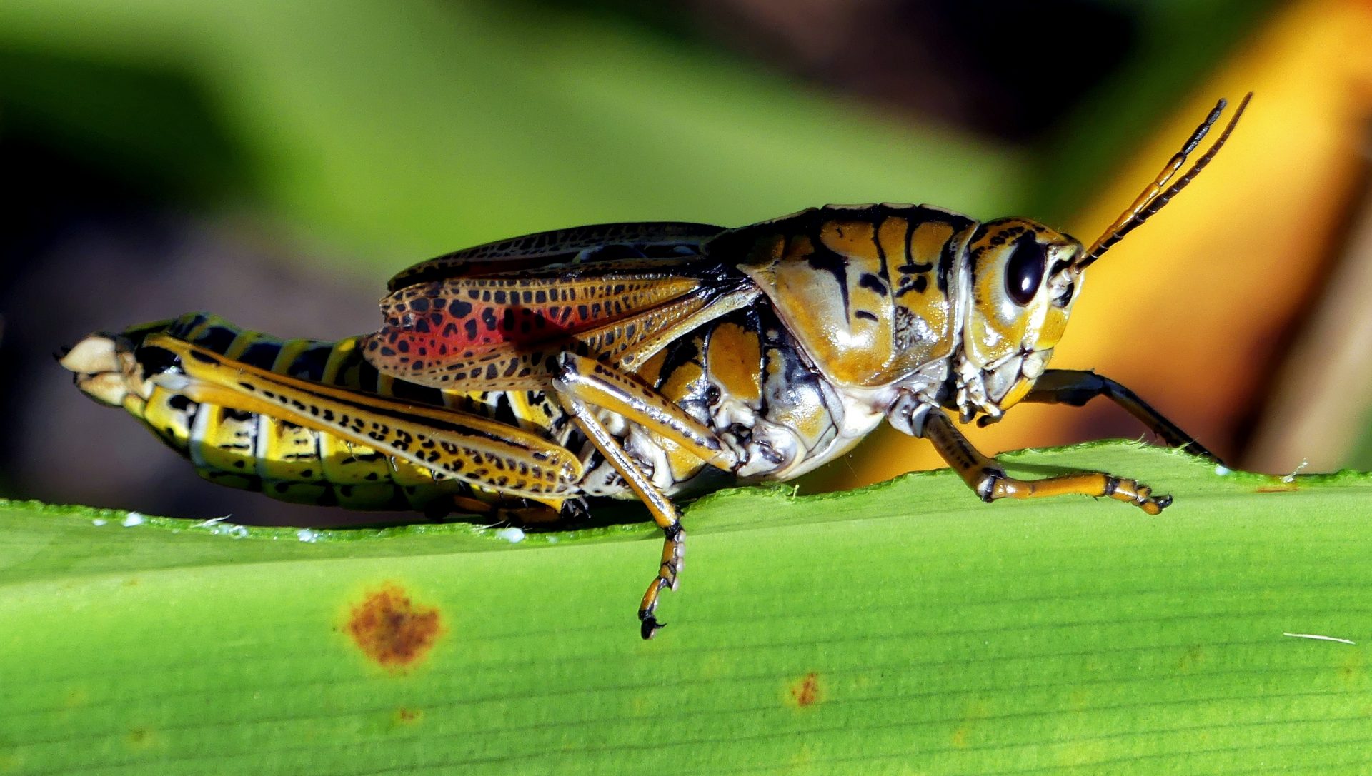 Olive Press reporter stuck in the UK for three months refused boarding ...