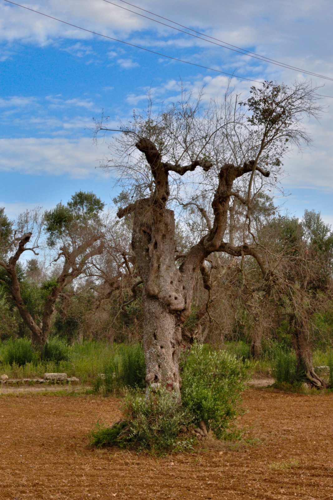 Life in times of PLAGUE: Pests wreak havoc in Spain during COVID-19 ...