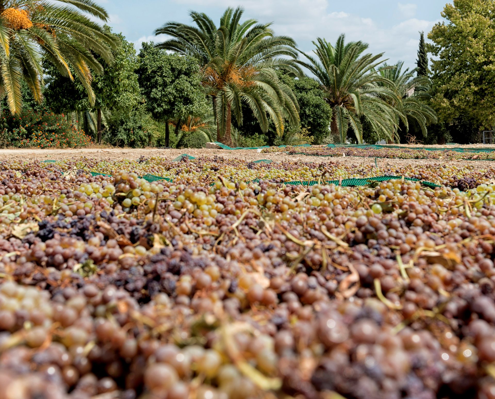 Spain’s Andalucia kicks off its grape harvesting season, becoming one ...