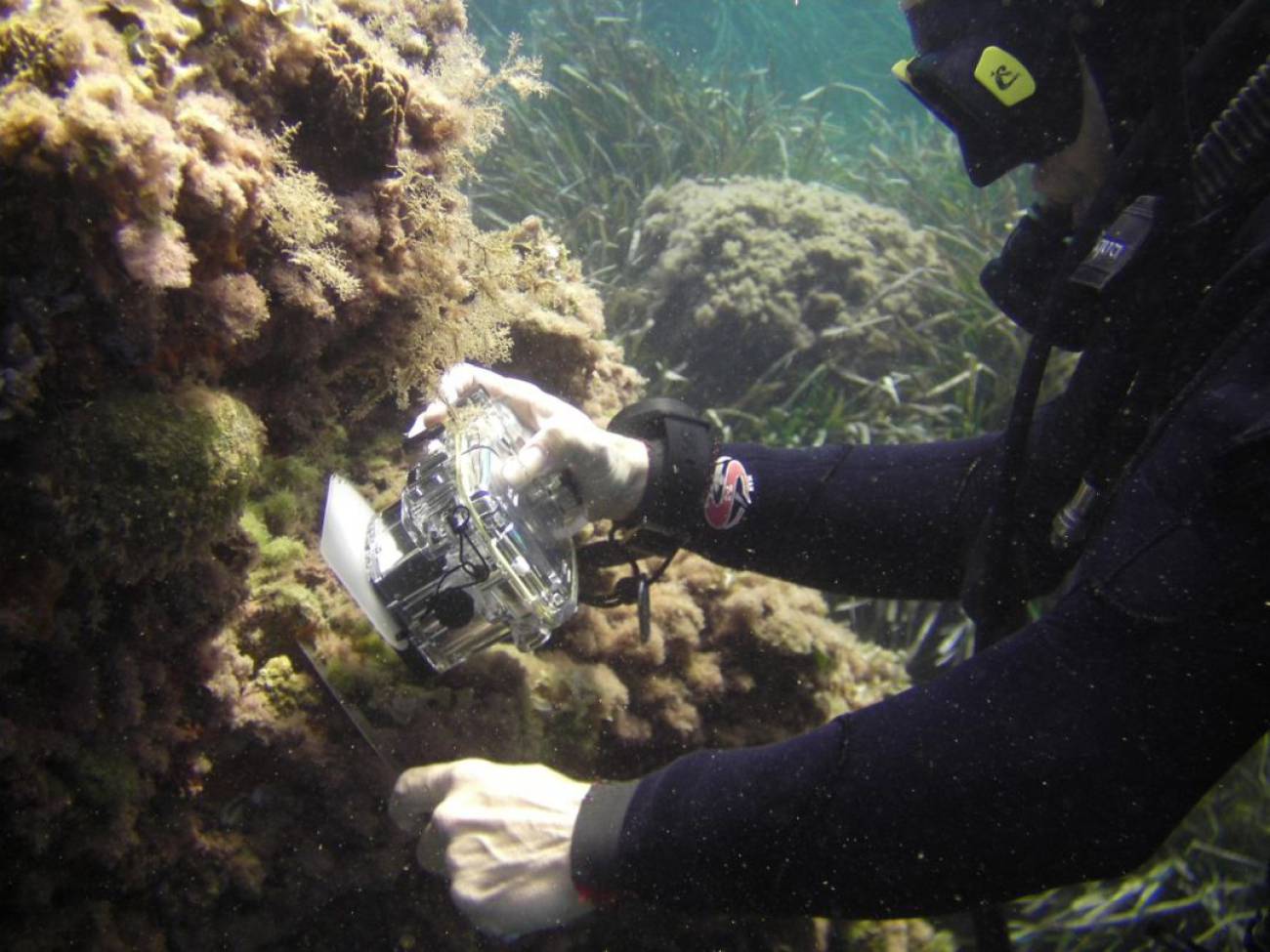 78% of coral reefs off Spain's Costa Blanca 'damaged' by rising sea ...
