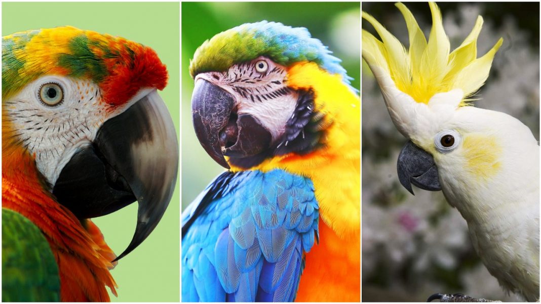 Parrot smugglers arrested on Spain’s Costa del Sol and Costa Blanca ...