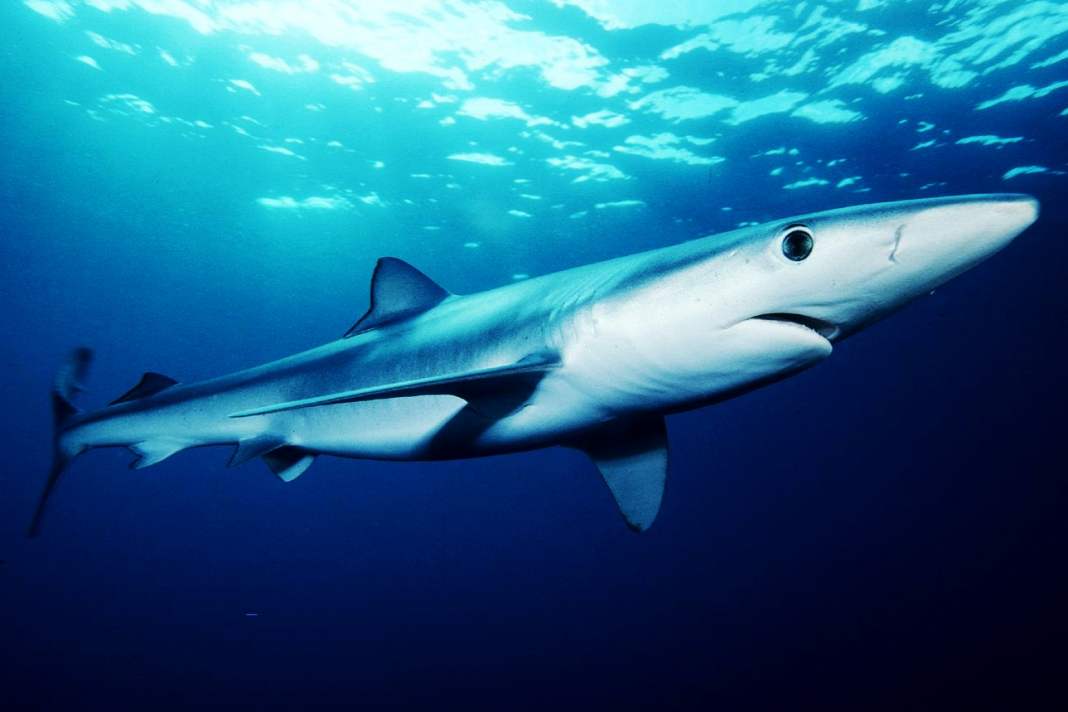 Rare Blue Shark washed up at popular tourist beach on Spain’s Costa ...