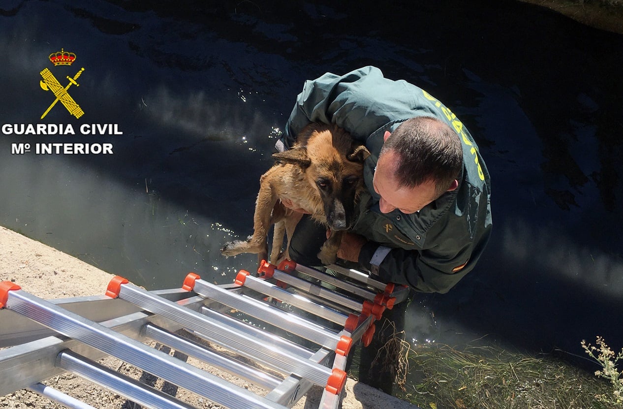 A happy ending for two dogs stuck in a ditch in Spain's Murcia region ...