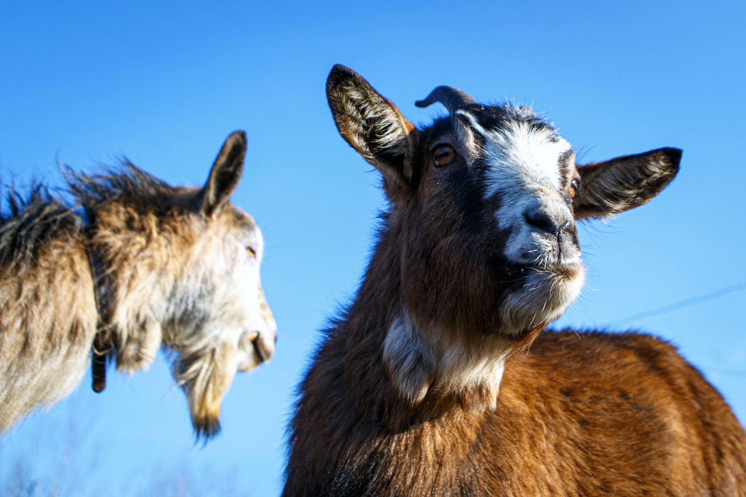 TOO MANY GOATS as farmers on Spain's Costa Blanca predict big problems ...