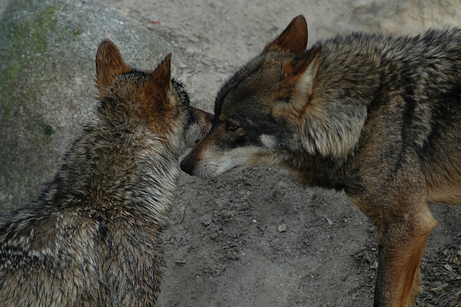 BEAUTIFUL BUT DEADLY: Iberian wolves expected to return to Spain’s ...