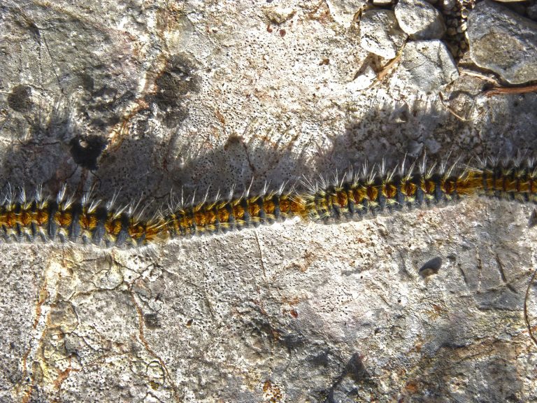Warning for dog owners: Killer caterpillars are on the move in these ...