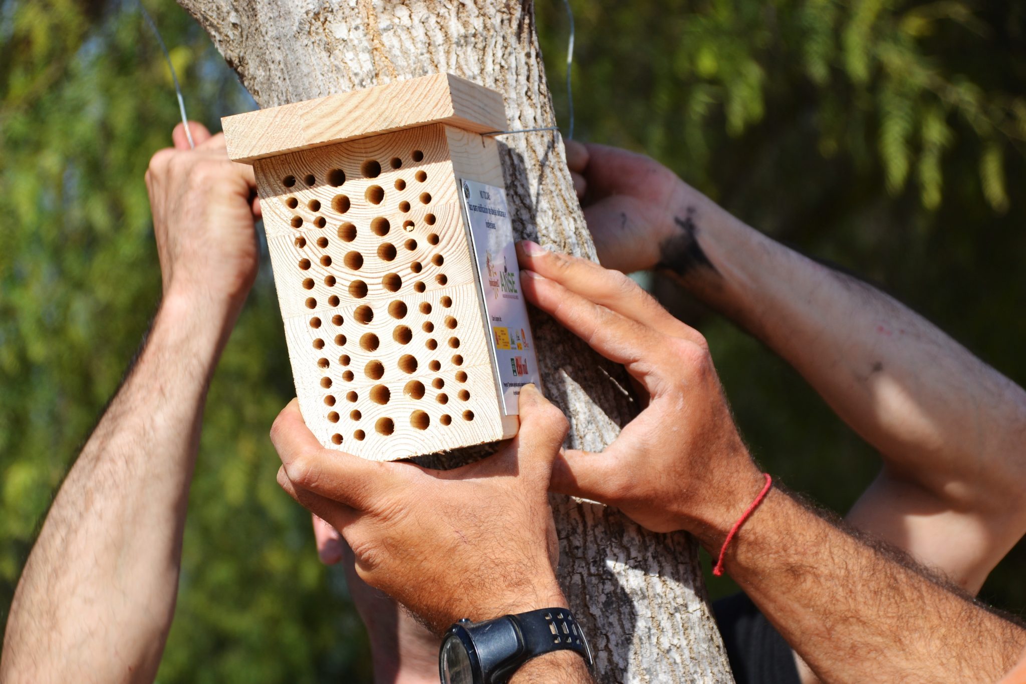 Solitary bees encouraged to reproduce in fight against climate change ...